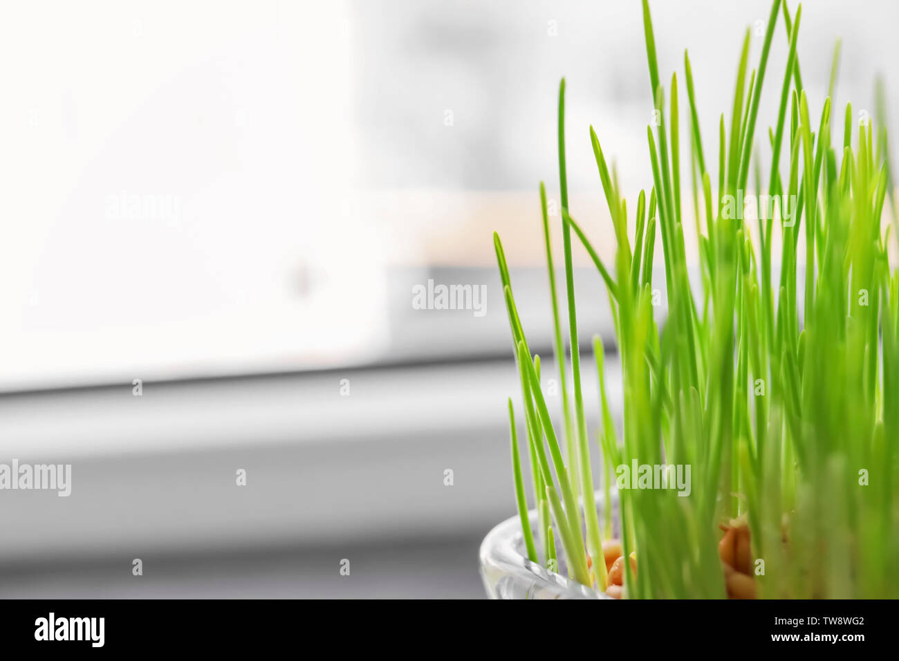Wheat grass on window sill, closeup Stock Photo - Alamy