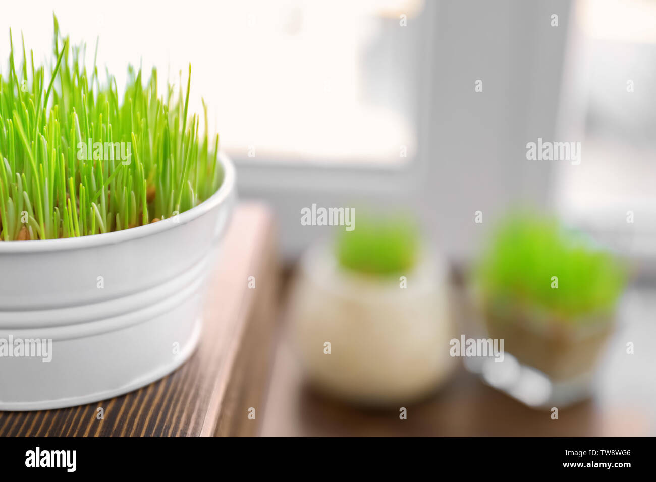 Pot with wheat grass on counter near window sill Stock Photo - Alamy