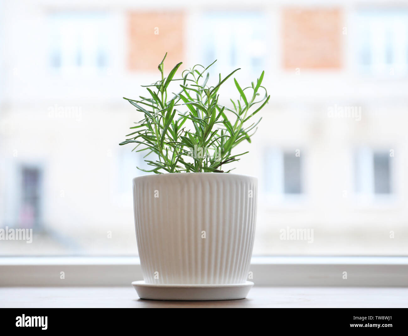 Plant in pot on window sill Stock Photo - Alamy