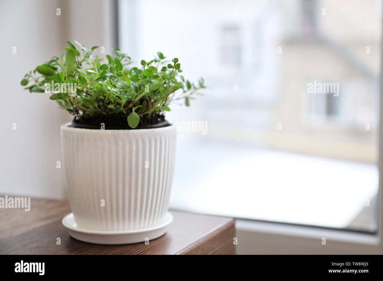 Plant in pot on window sill Stock Photo - Alamy
