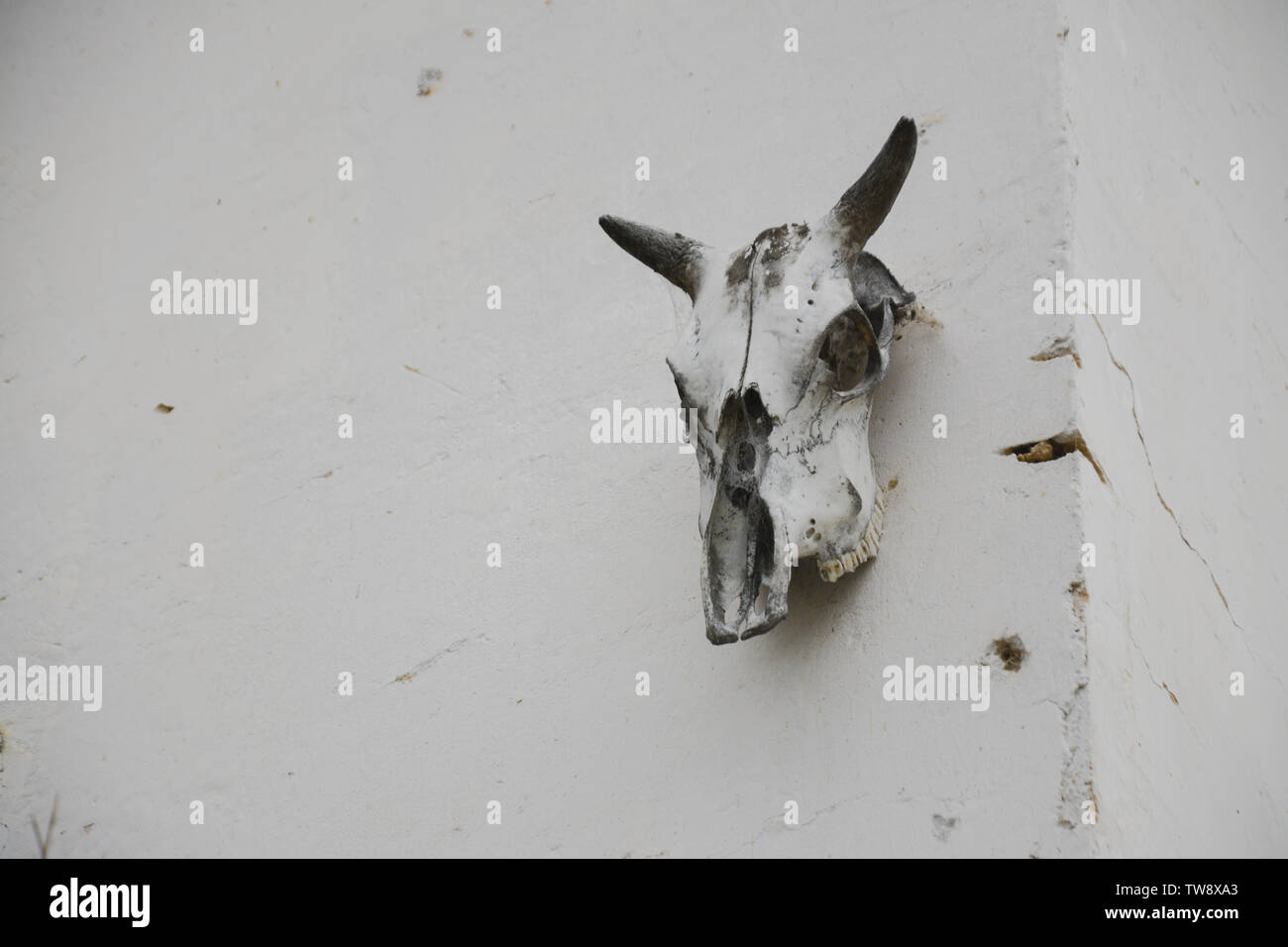Cowheads hi-res stock photography and images - Alamy