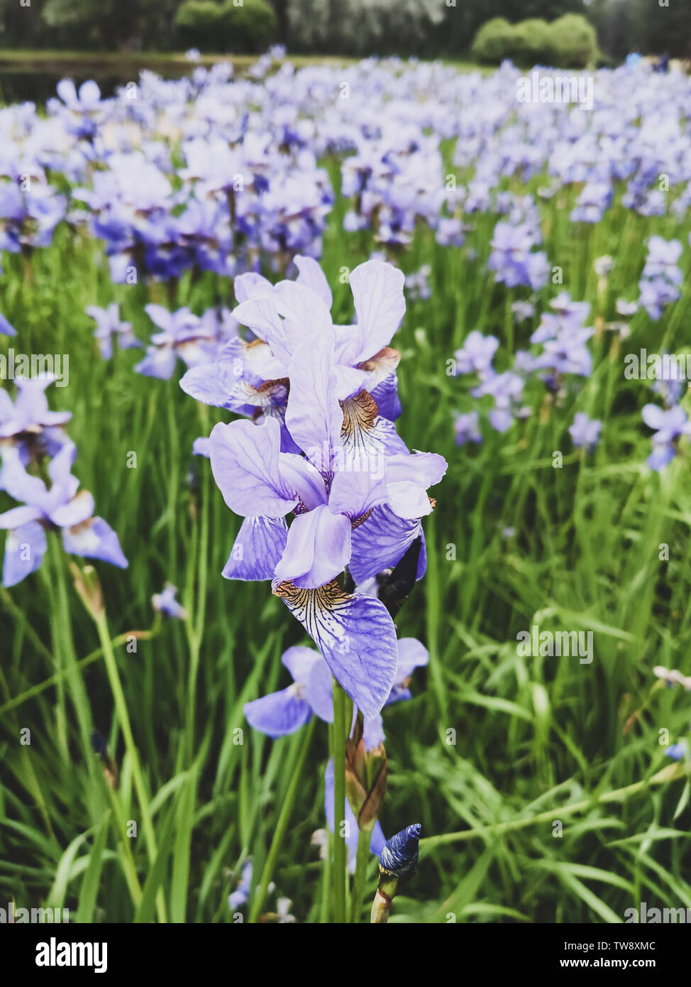 Iris a flower the light blue violet close up growing in a garden ...