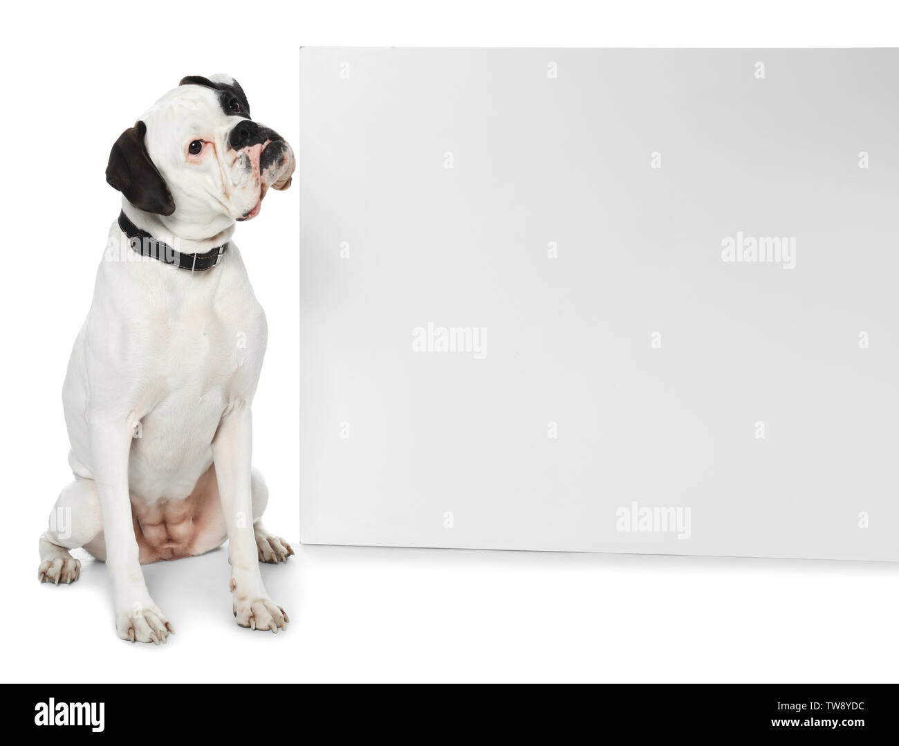 Cute dog and blank advertising board on white background Stock Photo ...