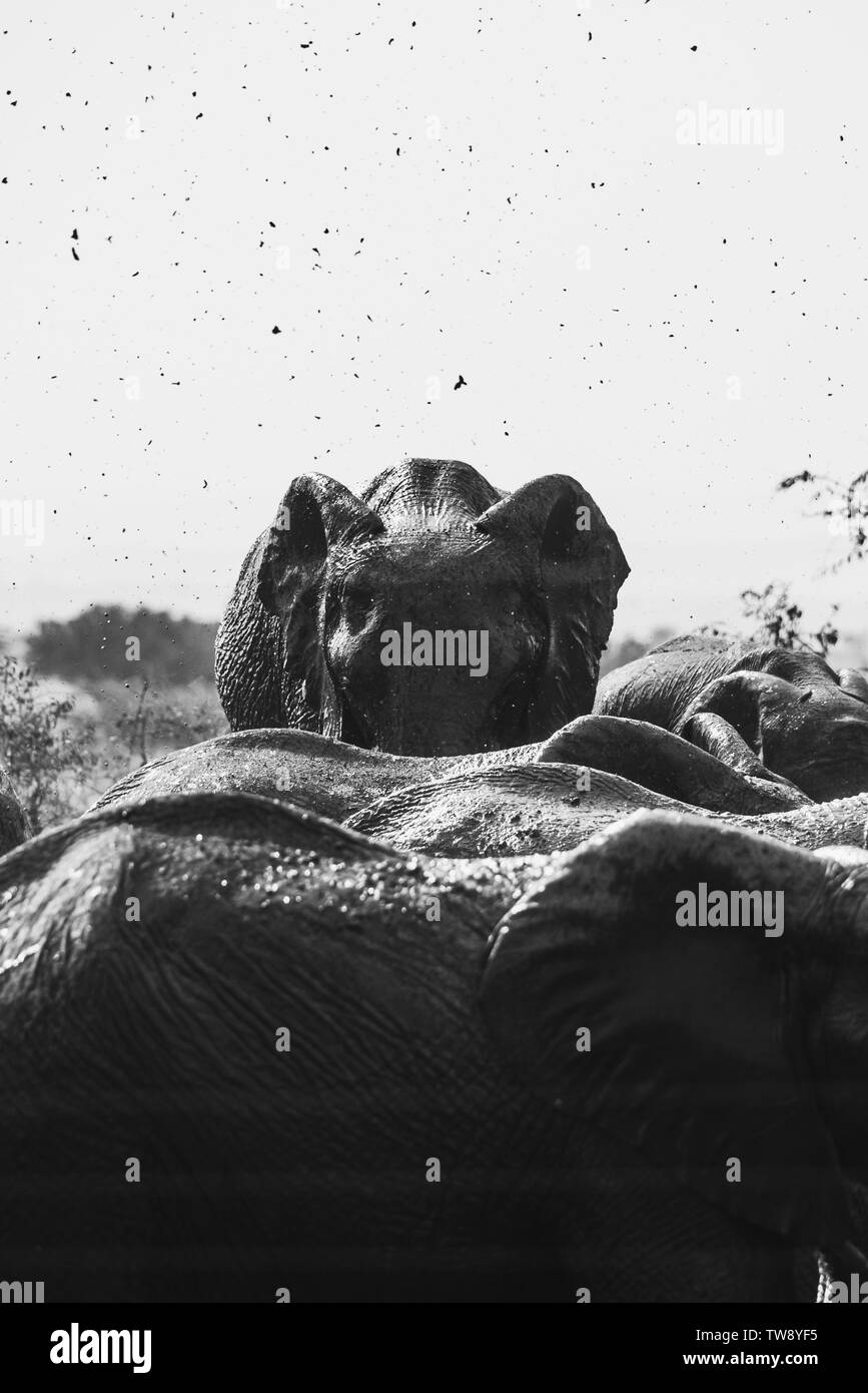 Wildlife and nature pictures Black and White Stock Photos & Images - Alamy