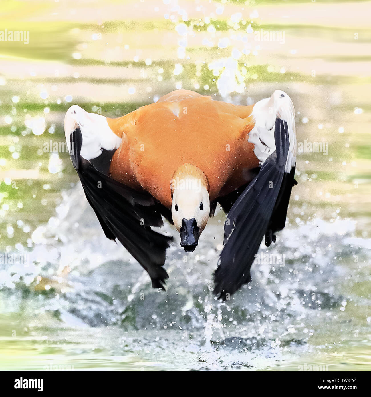 Man with beak hi-res stock photography and images - Alamy