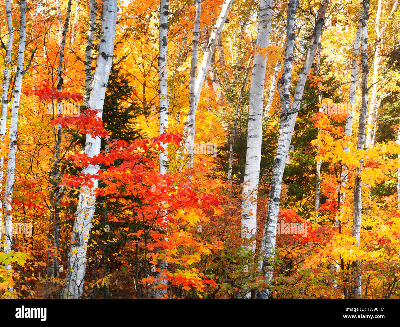 License available at MaximImages.com - Beautiful colorful autumn nature ...