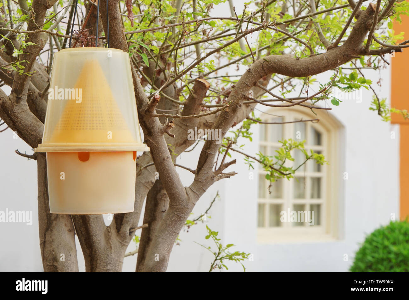 Insect trap hanging on tree outdoors Stock Photo - Alamy