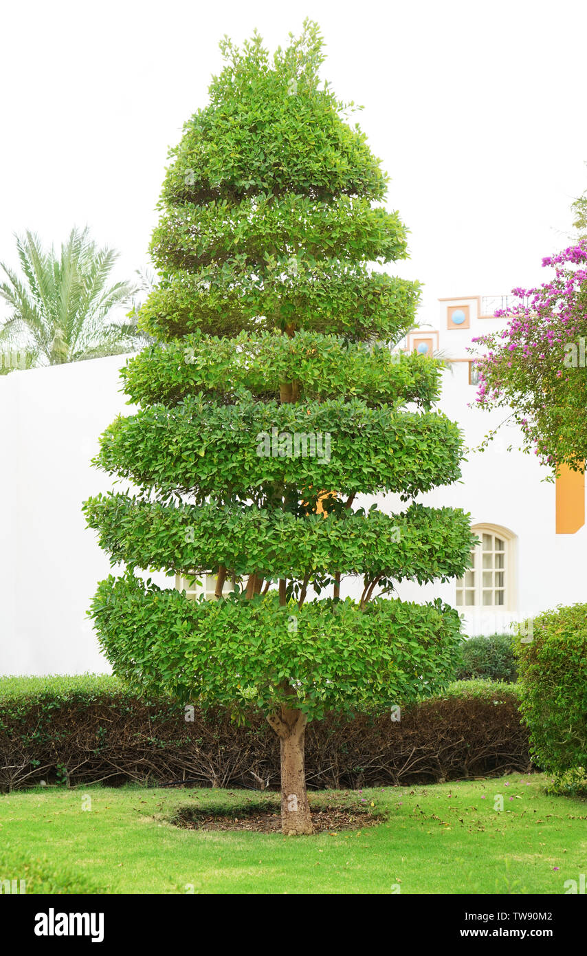 Beautiful tree in green park Stock Photo - Alamy