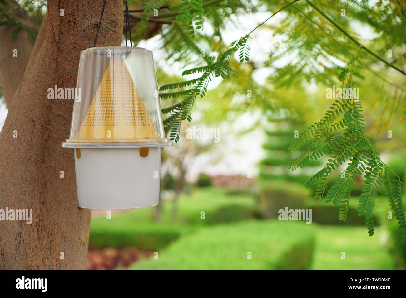 Insect trap hanging on tree in park Stock Photo - Alamy