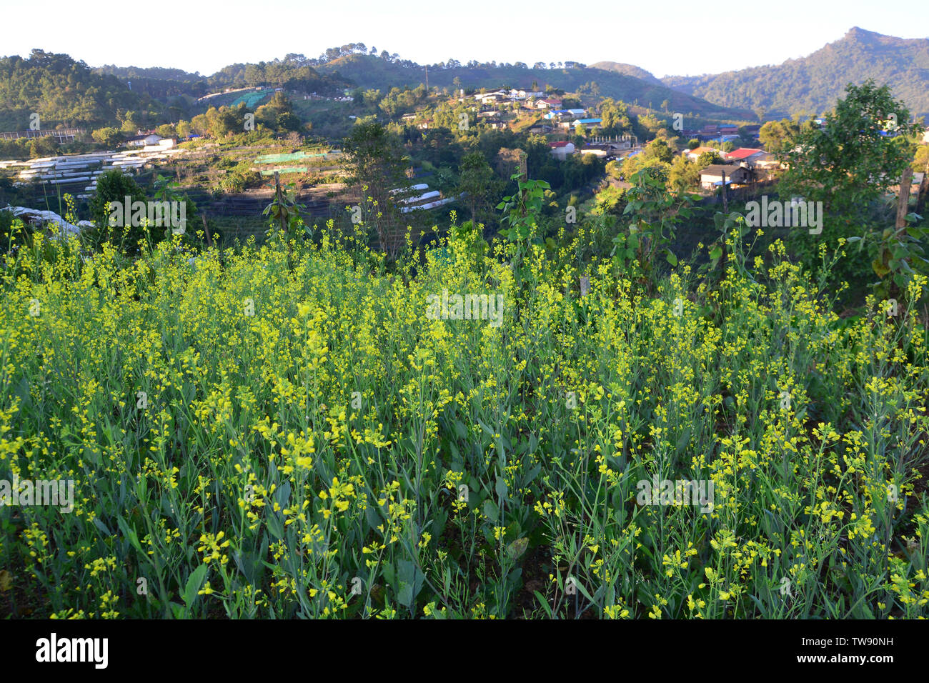 Pak choi flowers hi-res stock photography and images - Alamy