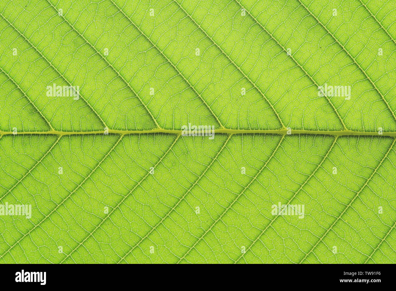 leaf vein abstract natural pattern background. diagonal stem line ...