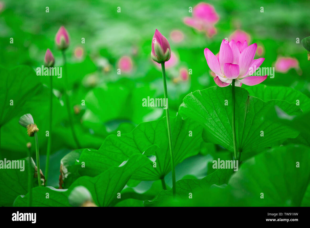 Foreign leaves and lotus flowers bloom hi-res stock photography and ...