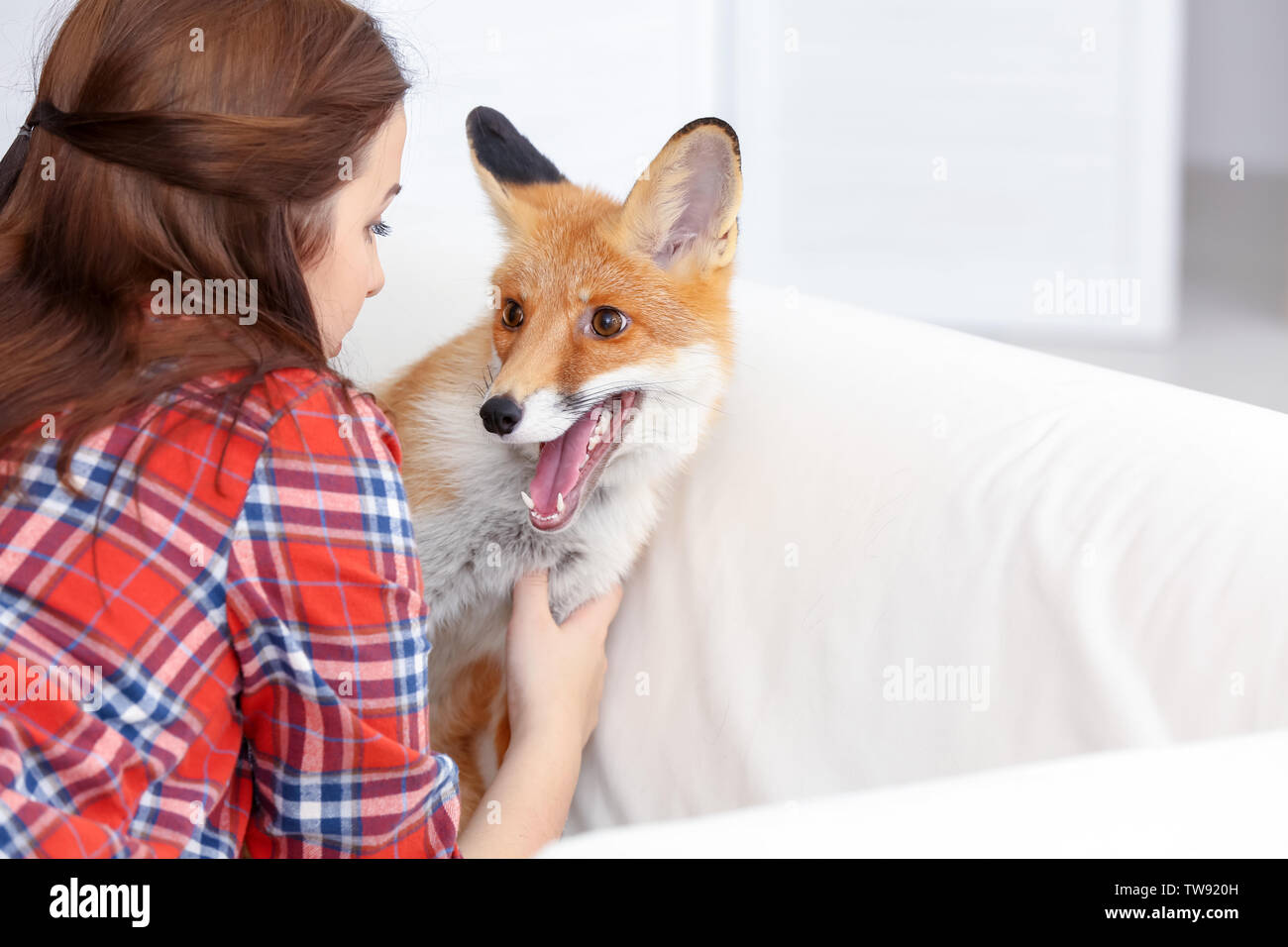 Fox indoors hi-res stock photography and images - Alamy