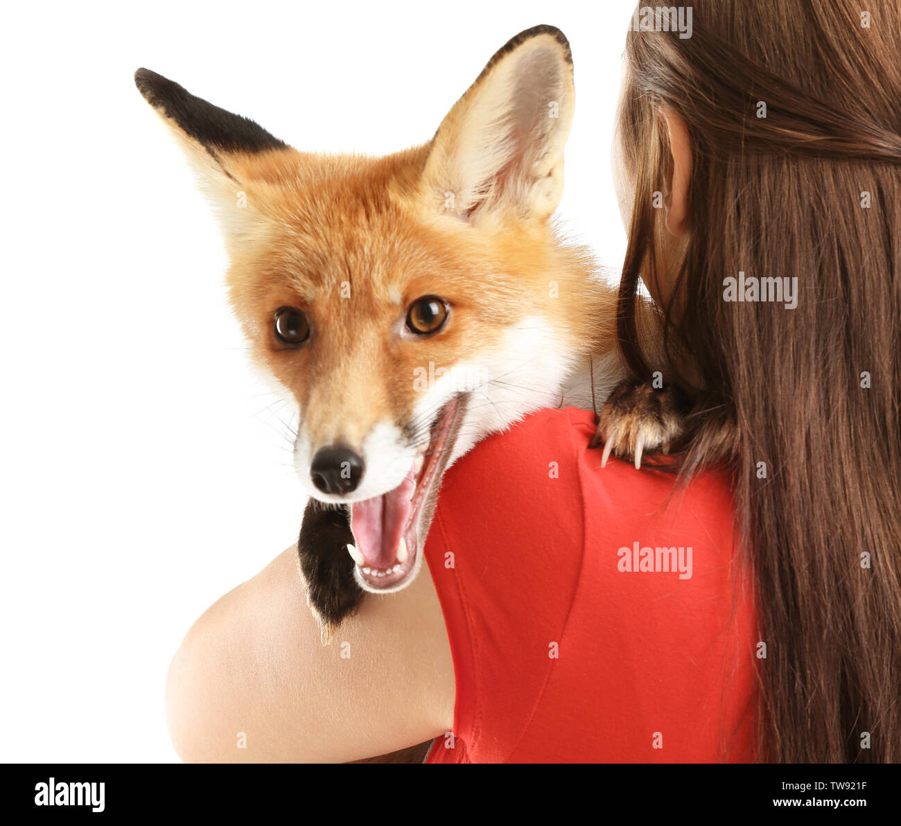 Woman with pet fox on white background Stock Photo - Alamy