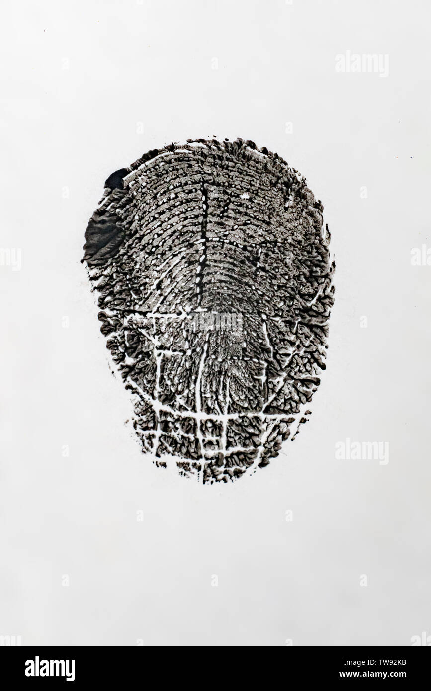 macro shot of persons fingerprint, evidence in a crime case, white and ...