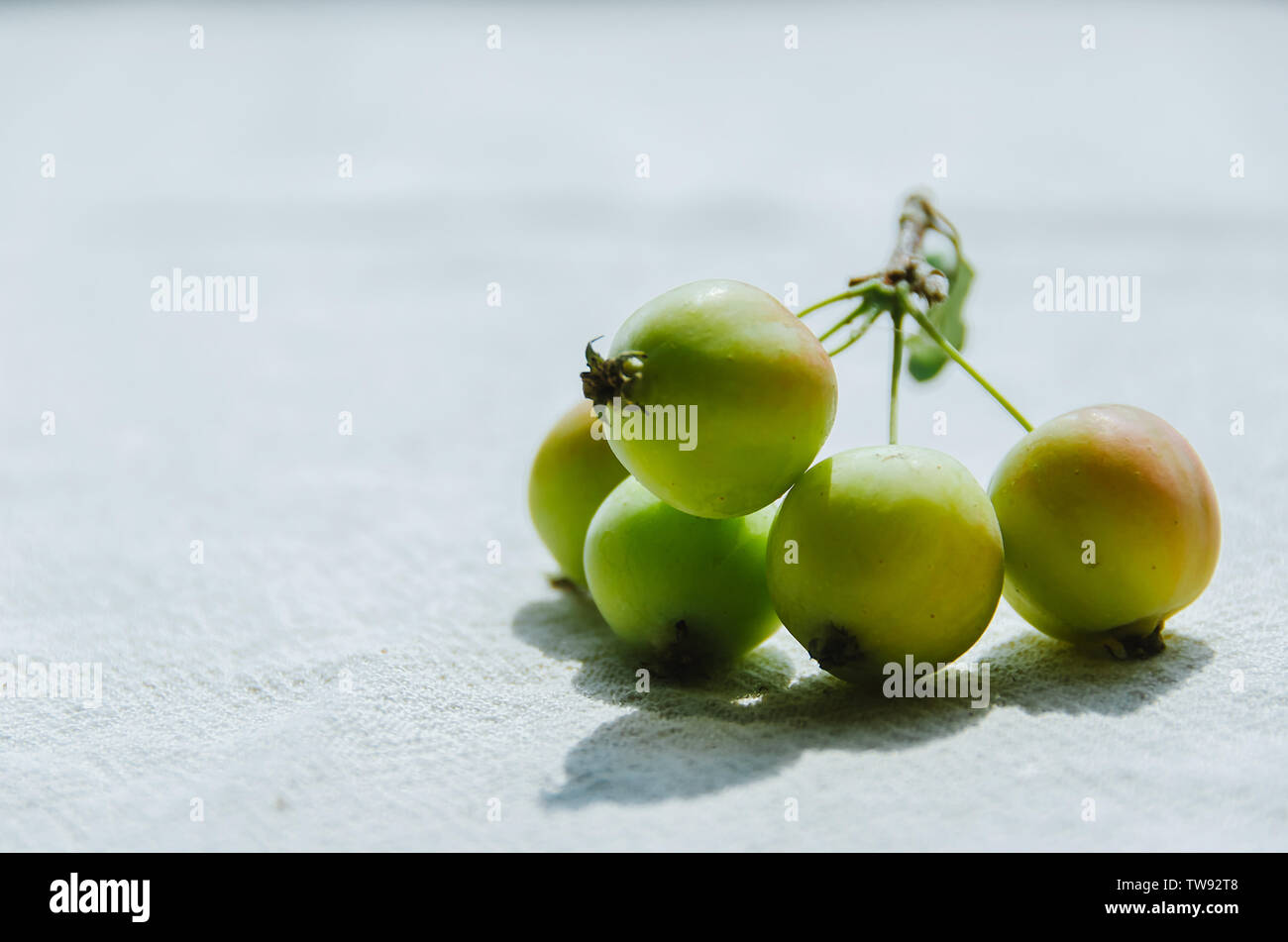 Begonia fruit hi-res stock photography and images - Alamy