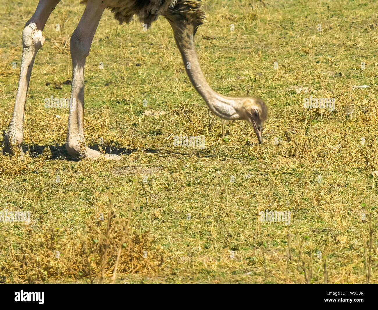 close up of a female ostrich feeding at amboseli Stock Photo - Alamy