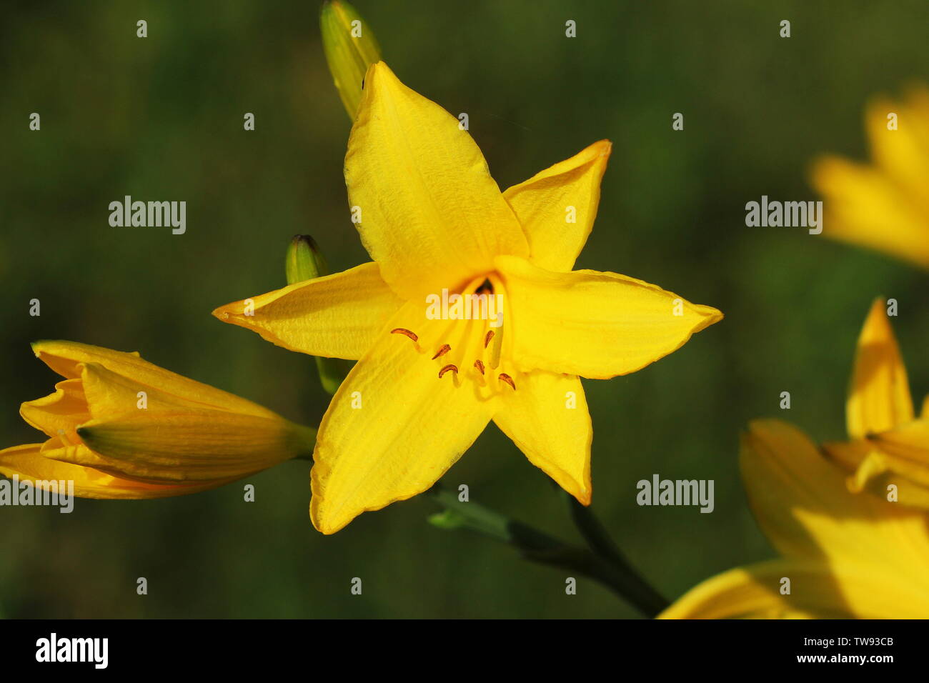 Branch of flower Hemerocallis lilioasphodelus also called Lemon Lily ...