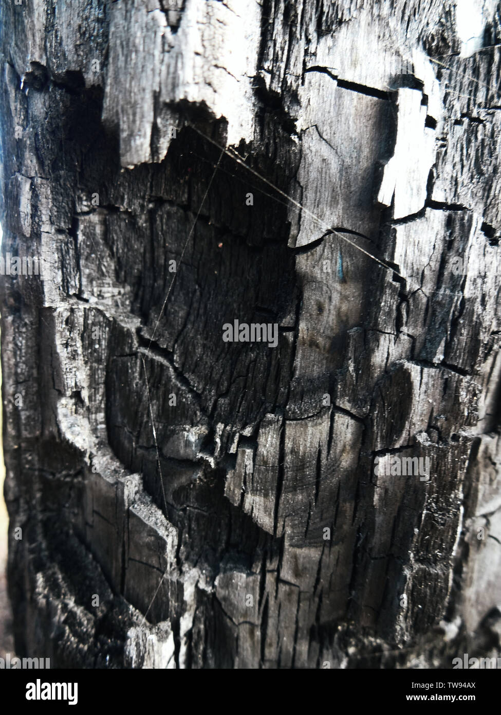 Texture of the trees after burning Stock Photo - Alamy