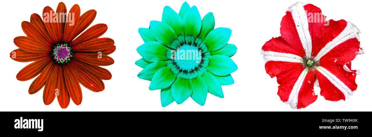 three colorful flowers isolated on a white surface, red purple and ...