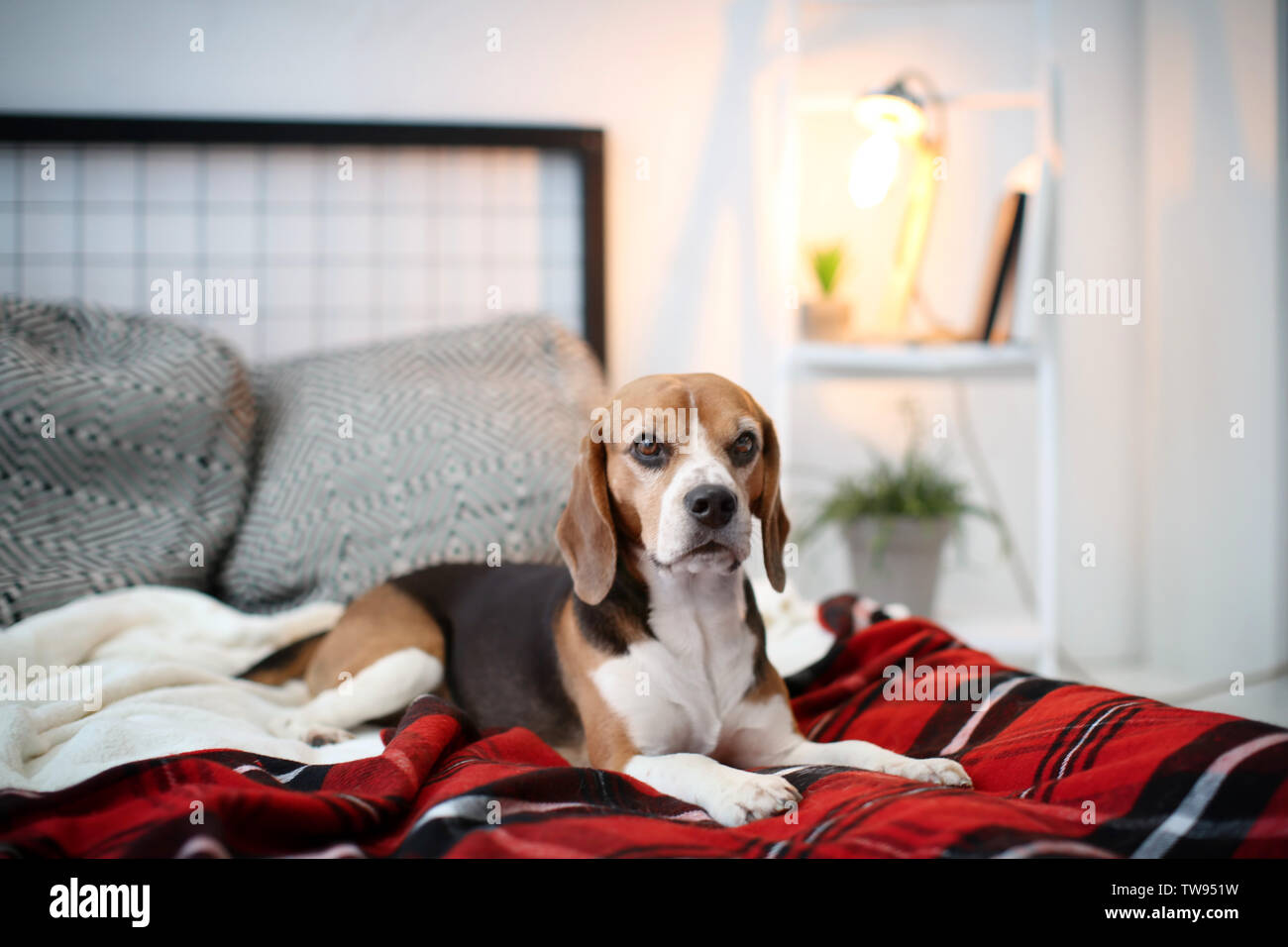 Cute beagle lying on bed indoors Stock Photo - Alamy