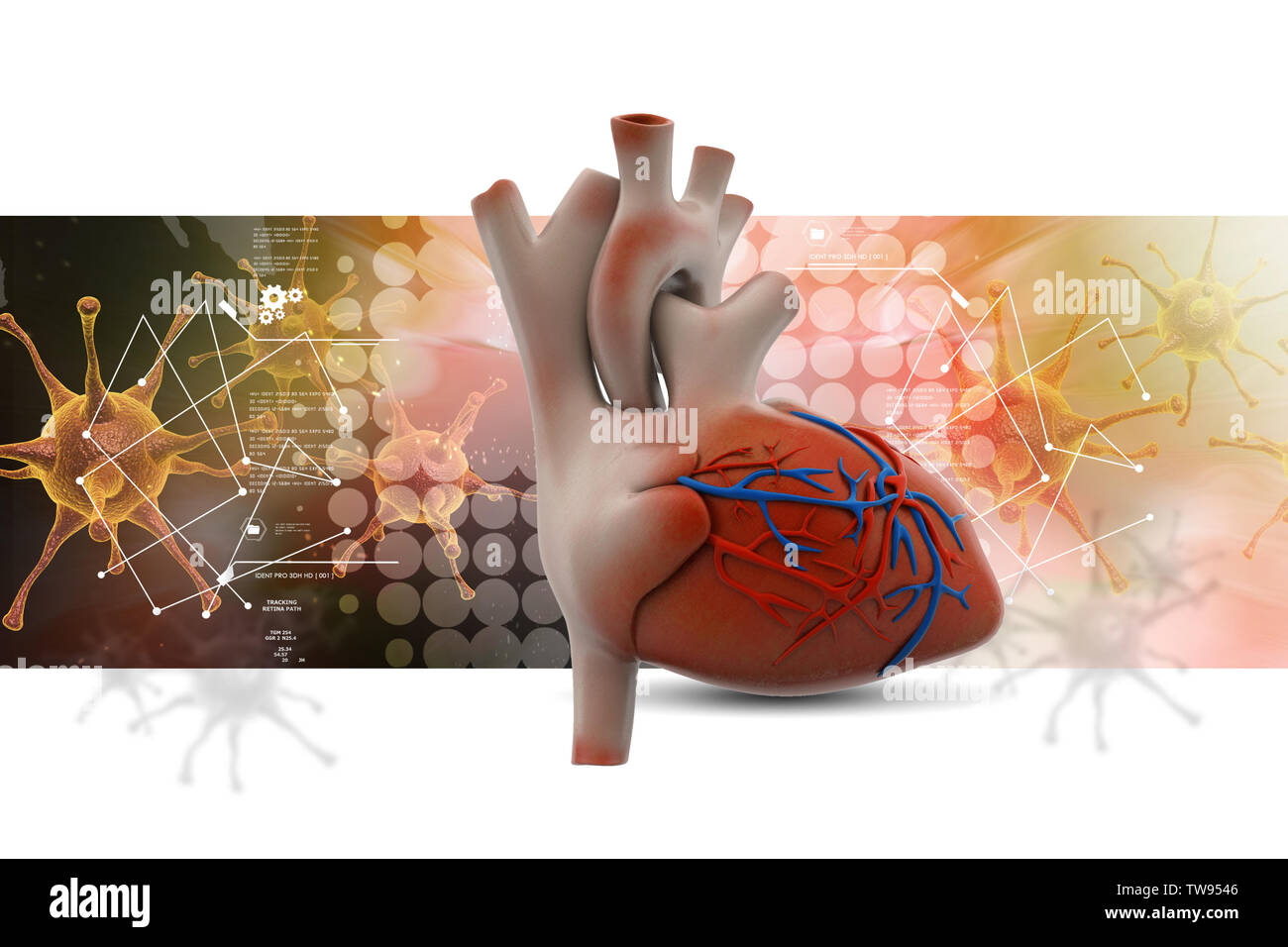 Heart inside brain inside head hi-res stock photography and images - Alamy