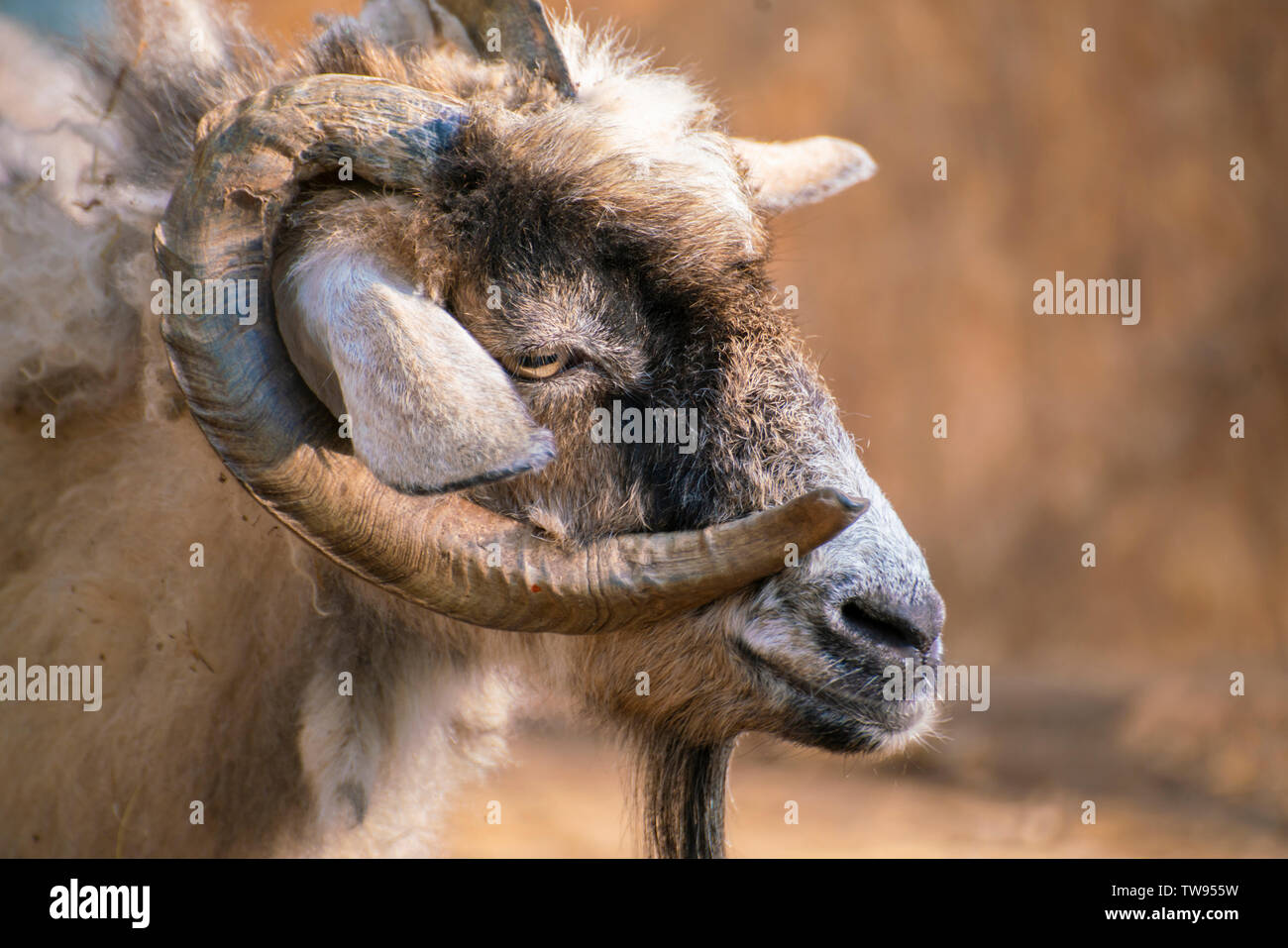 Goat With Curly Horns High Resolution Stock Photography and Images - Alamy