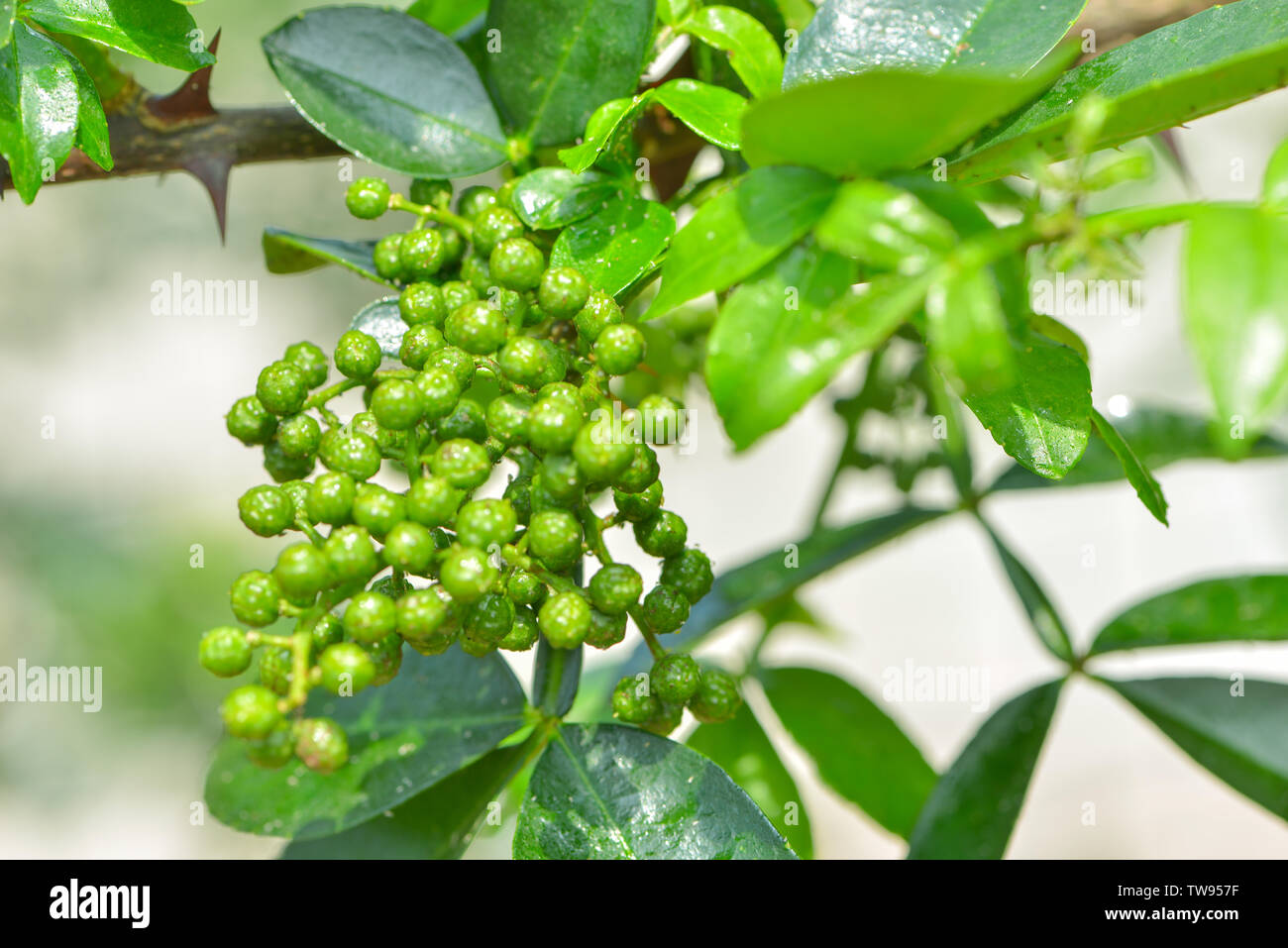 Pepper rattan pepper branch close-up HD large picture Stock Photo - Alamy