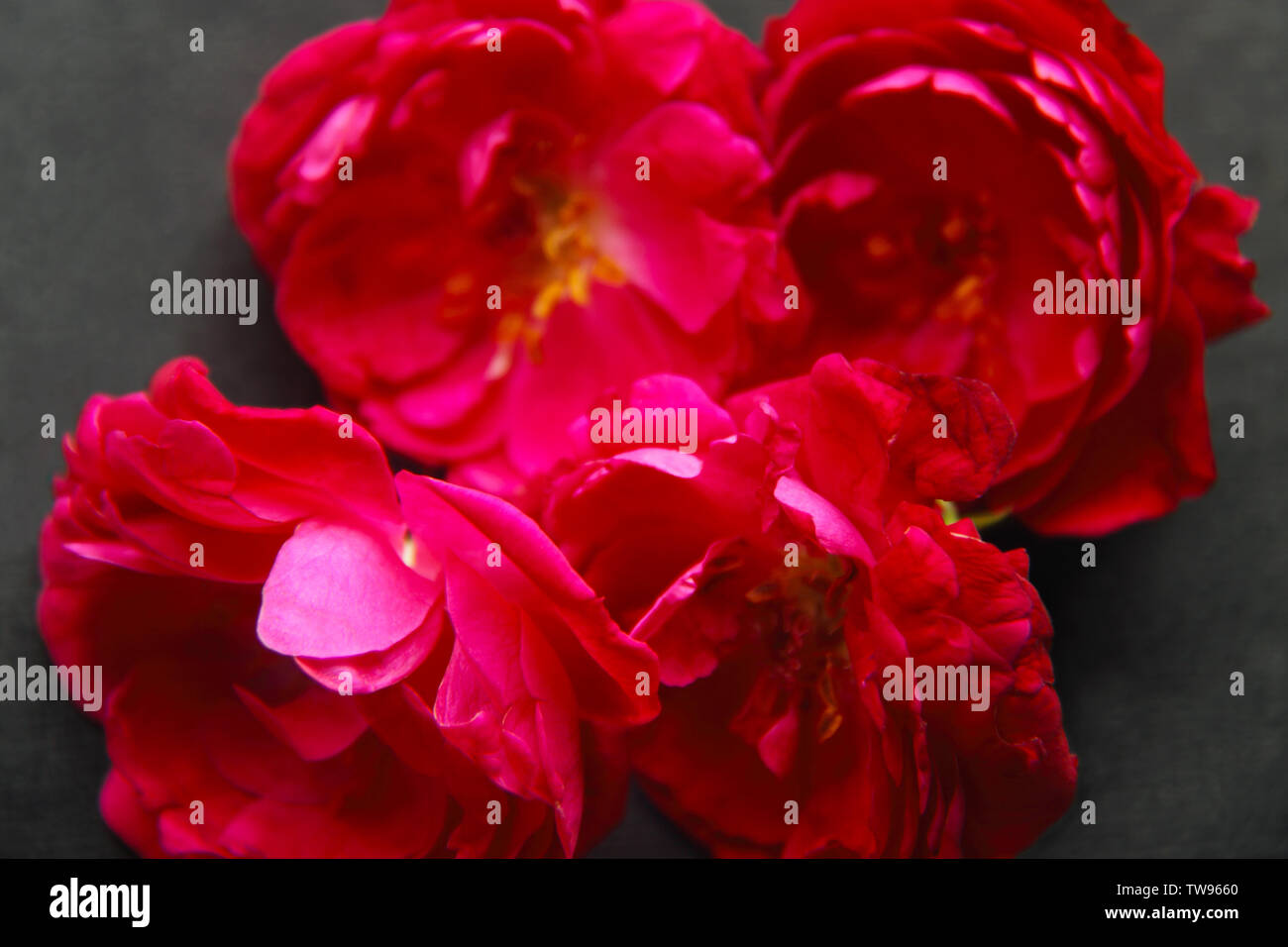Soft red roses hi-res stock photography and images - Alamy