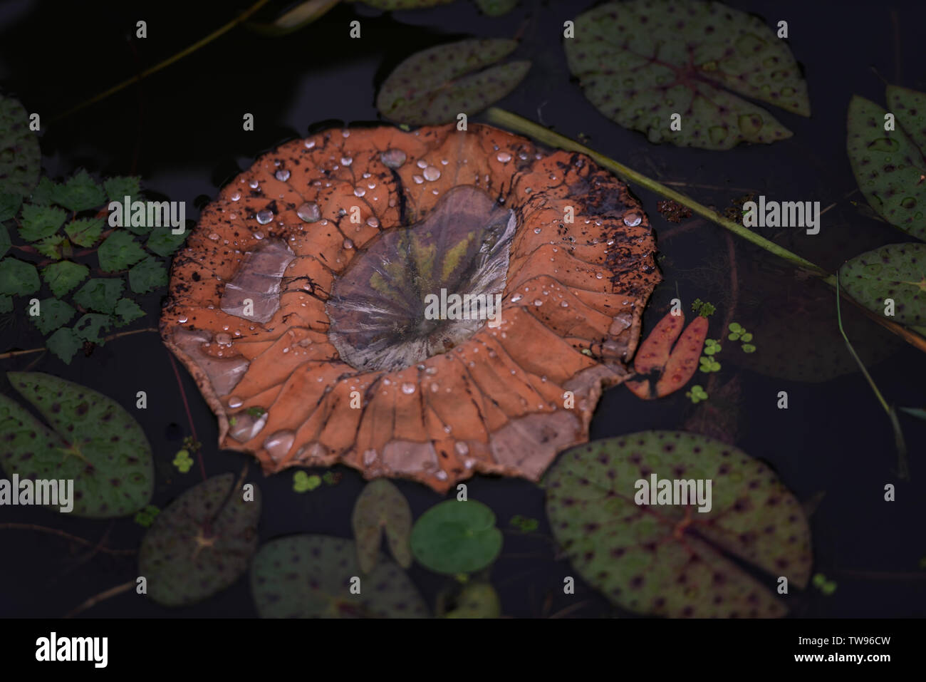 Close-up of withered lotus leaves Stock Photo - Alamy