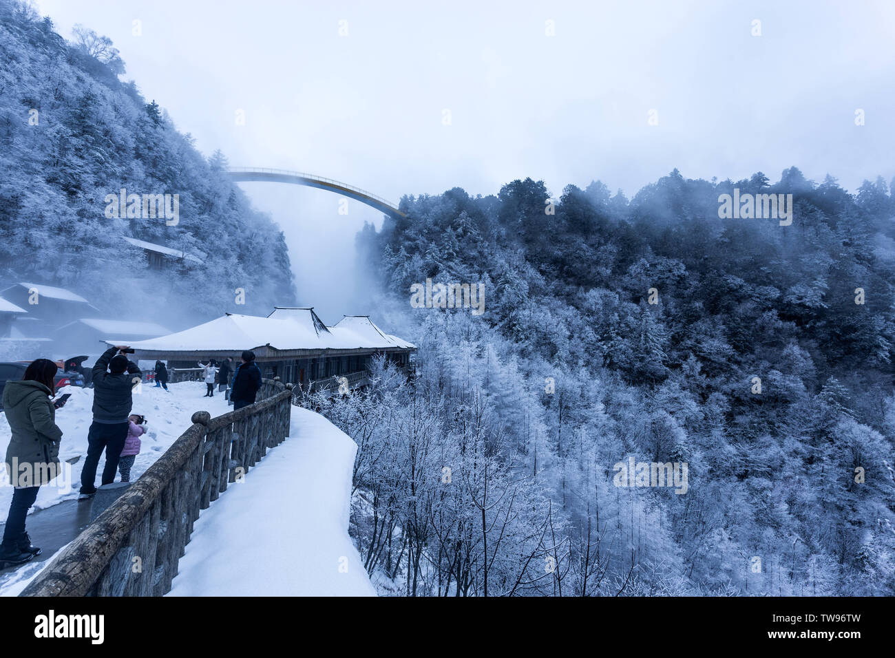 Cold trees trees landscape frozen ice weather no one fog hi-res stock ...