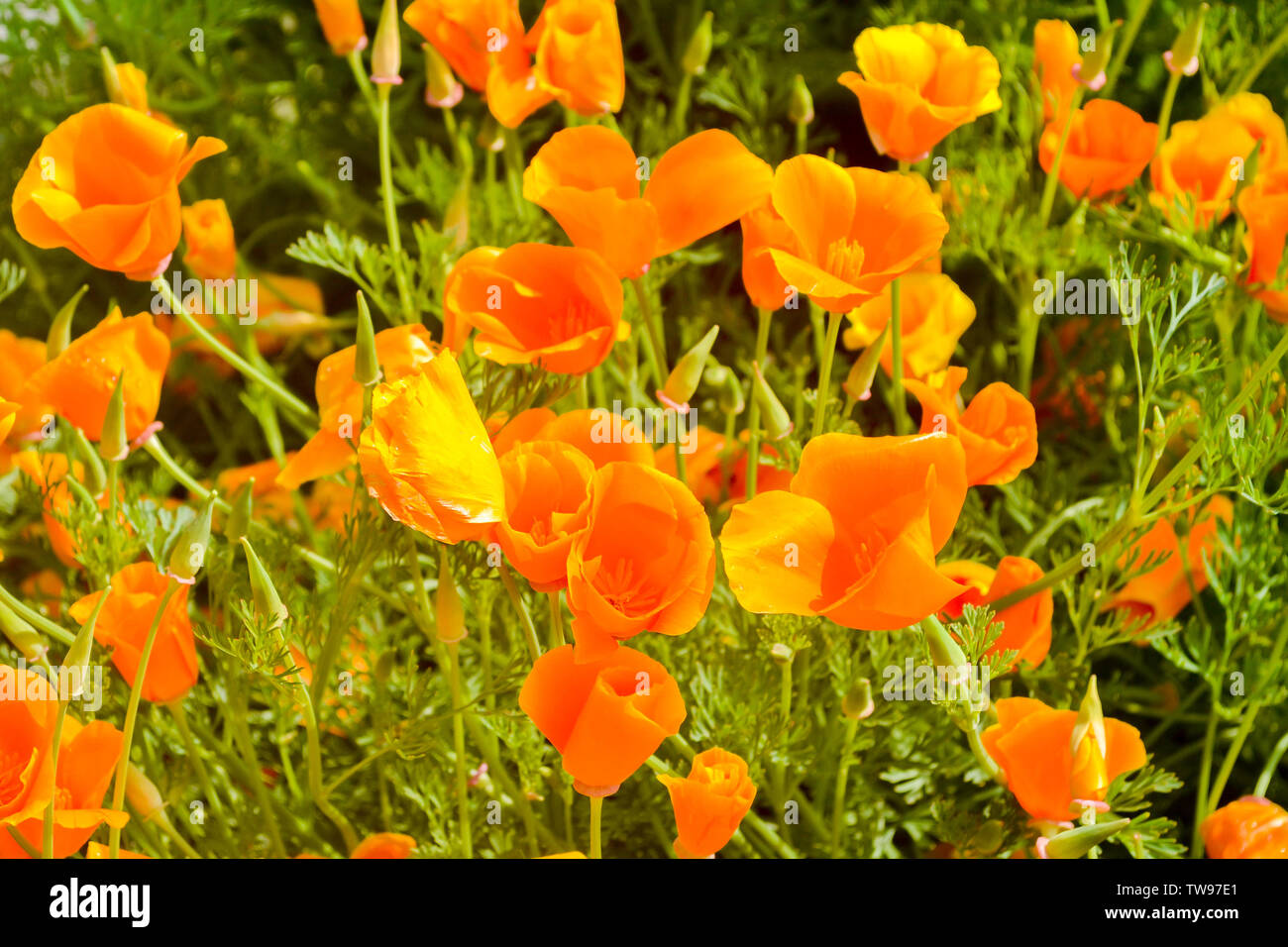 Cup Shaped Flowers High Resolution Stock Photography and Images - Alamy