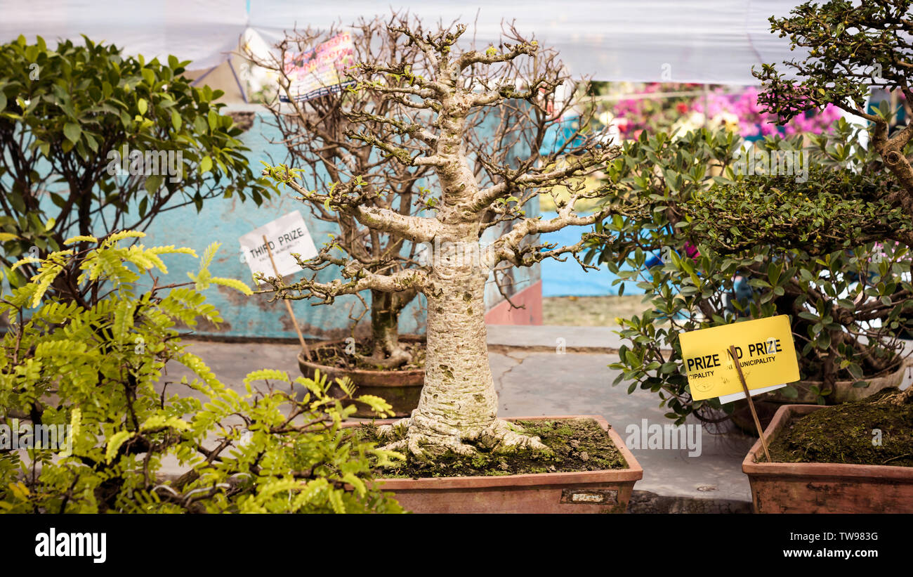 Junipers or Juniperus Bonsai for display in a flower pot. A tropical ...