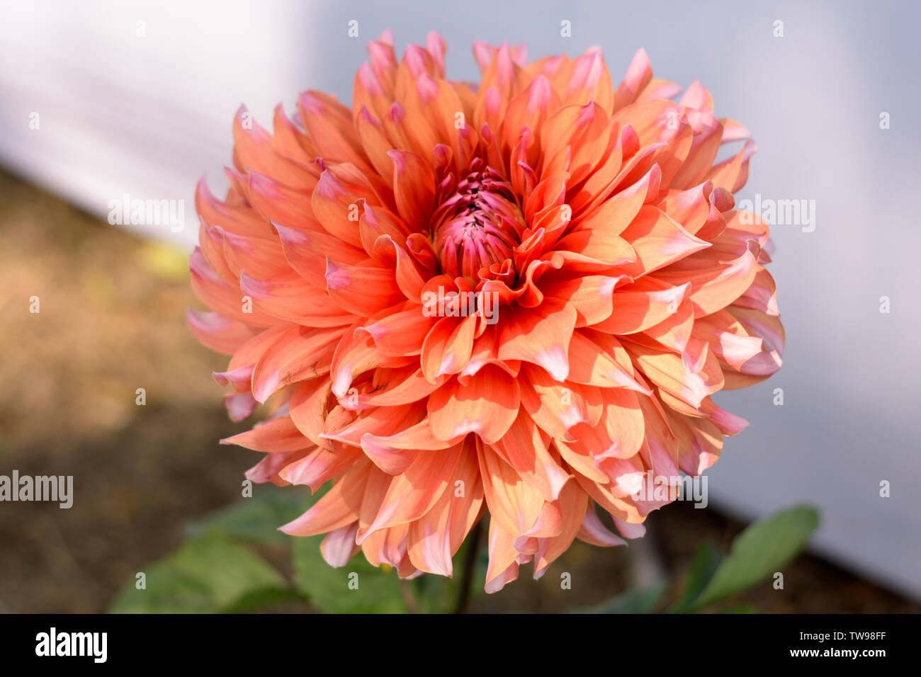 Multi layer petals hi-res stock photography and images - Alamy