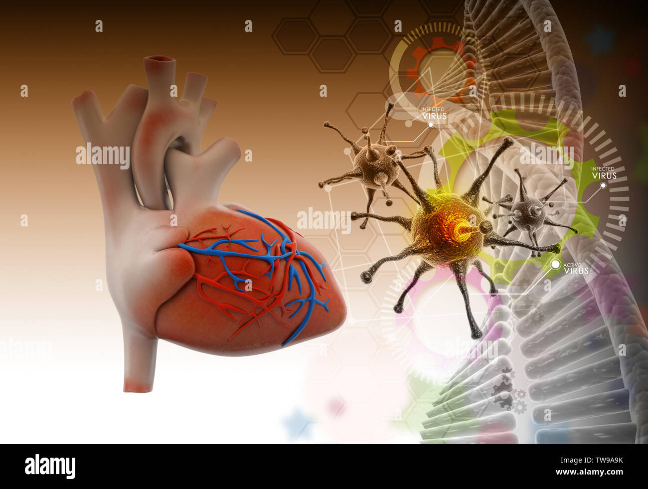 Heart inside brain inside head hi-res stock photography and images - Alamy