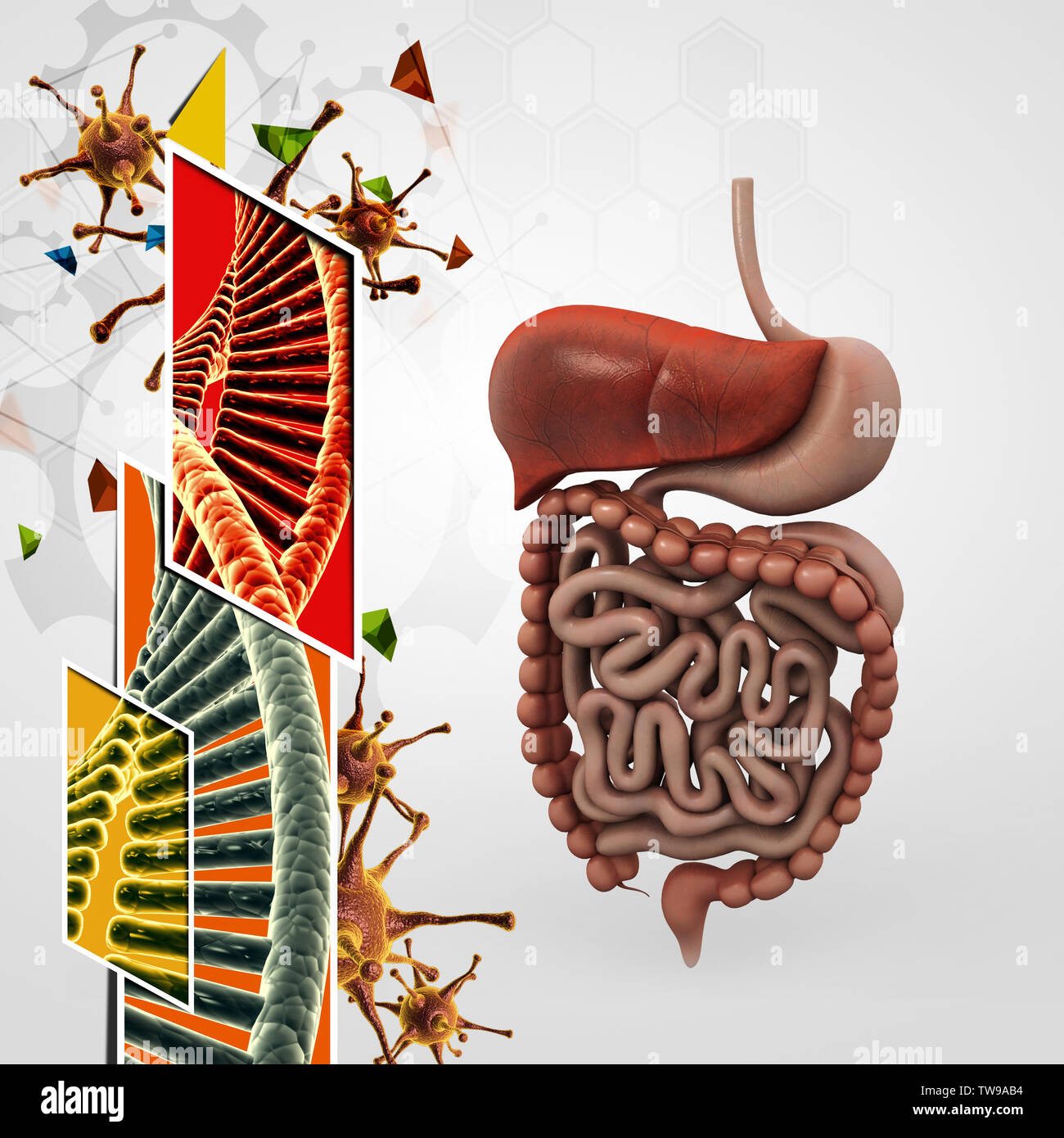 Digestive system process hi-res stock photography and images - Alamy
