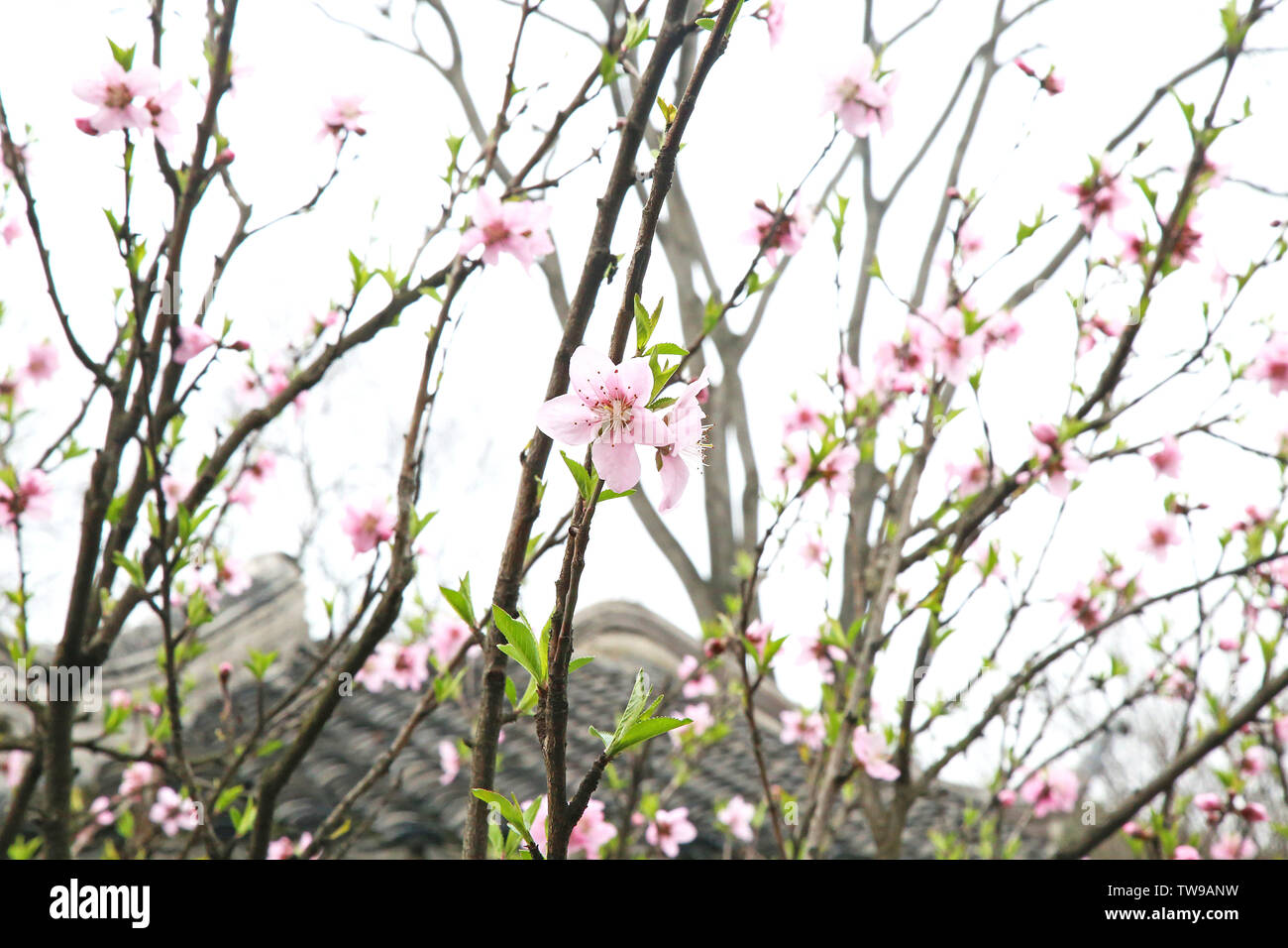 Spring in the gardens of Suzhou Stock Photo - Alamy