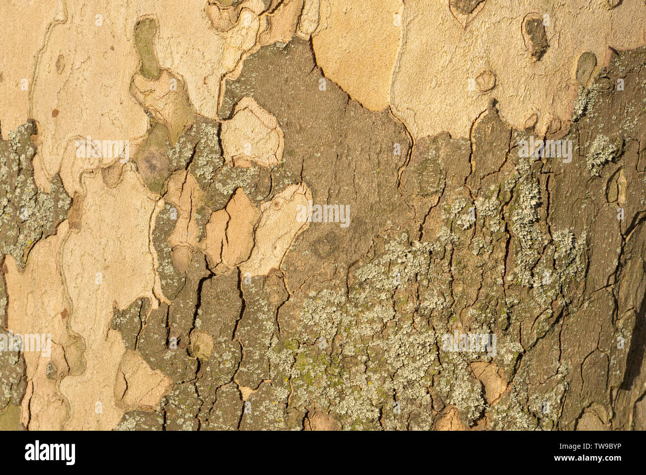 Close up image of mottled sycamore tree bark for background Stock Photo ...