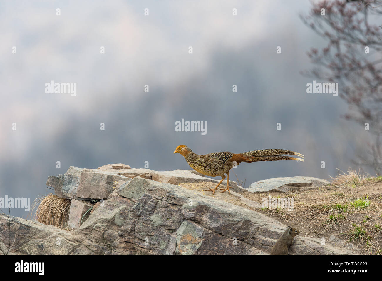 Red-bellied golden chicken. The golden chicken foraged in the wild ...