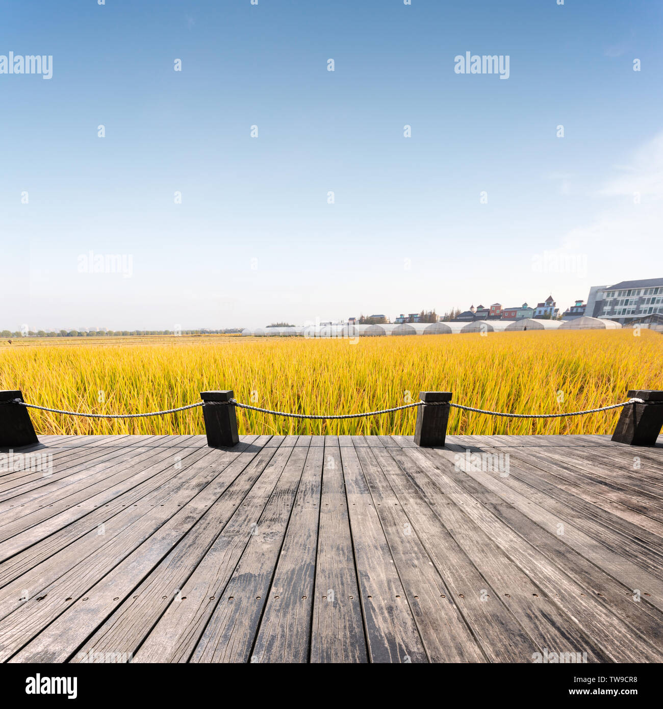 Rice field with boardboard Stock Photo - Alamy
