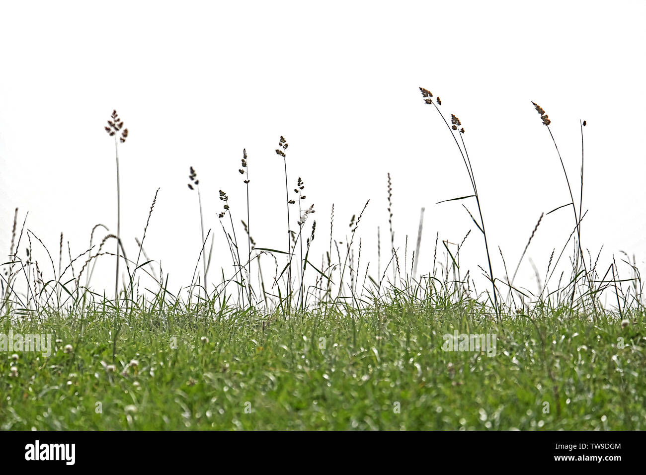 Weed texture hi-res stock photography and images - Alamy