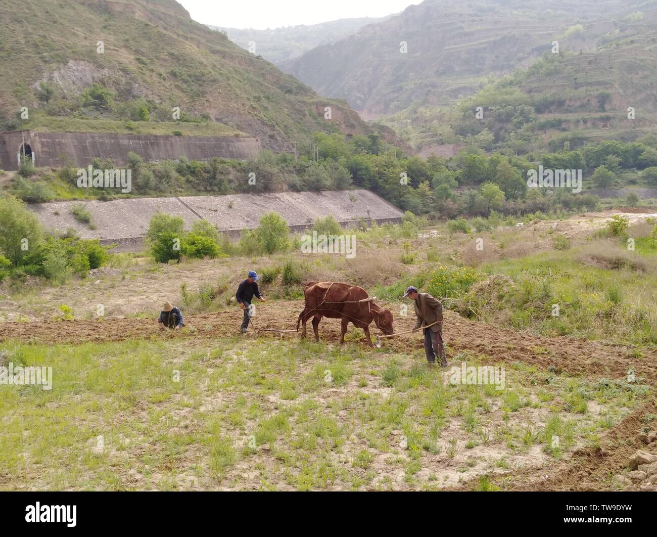 Tianshui, Gansu Province, farmers catch up to plow cattle and plow the ...