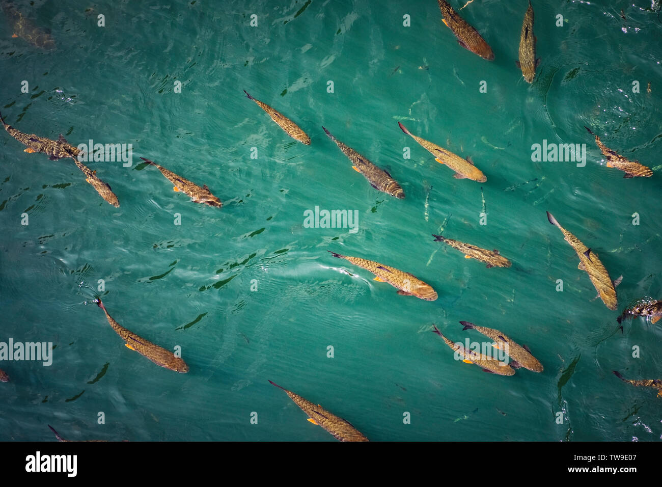 Red eyed fish hi-res stock photography and images - Alamy