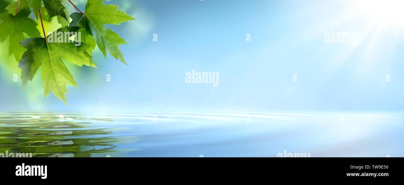 Fresh maple leaf reflect in water,copy space for your text Stock Photo ...