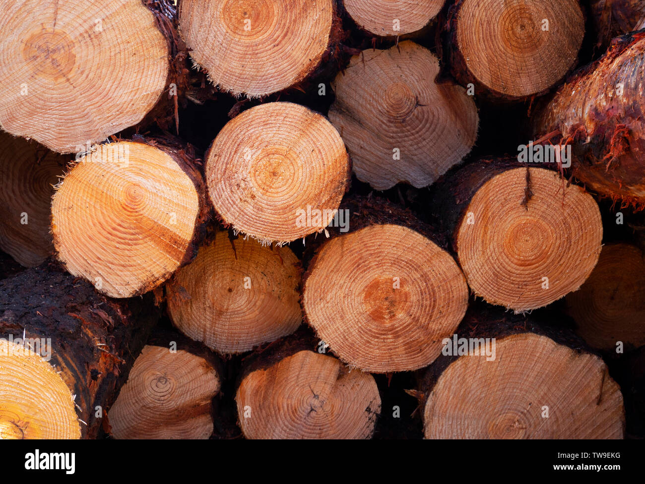 Sawn timber tree trunk logs background showing growth rings background ...