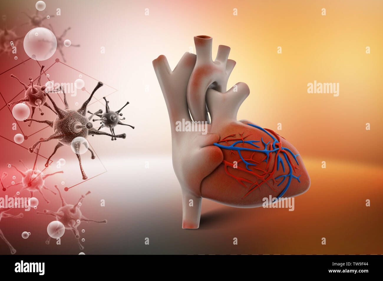 Heart inside brain inside head hi-res stock photography and images - Alamy