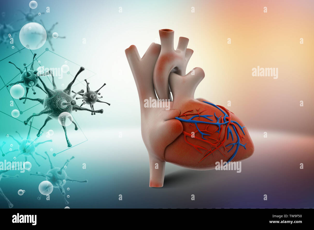 Heart inside brain inside head hi-res stock photography and images - Alamy