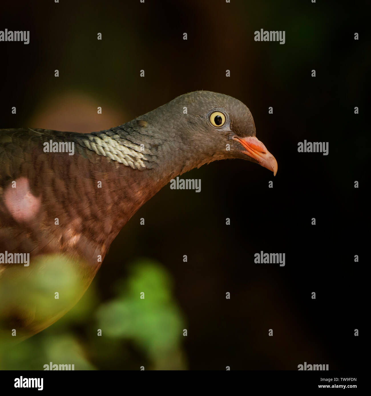 Woodpigeon - Columba palumbus, beautiful colorful pigeon from European ...