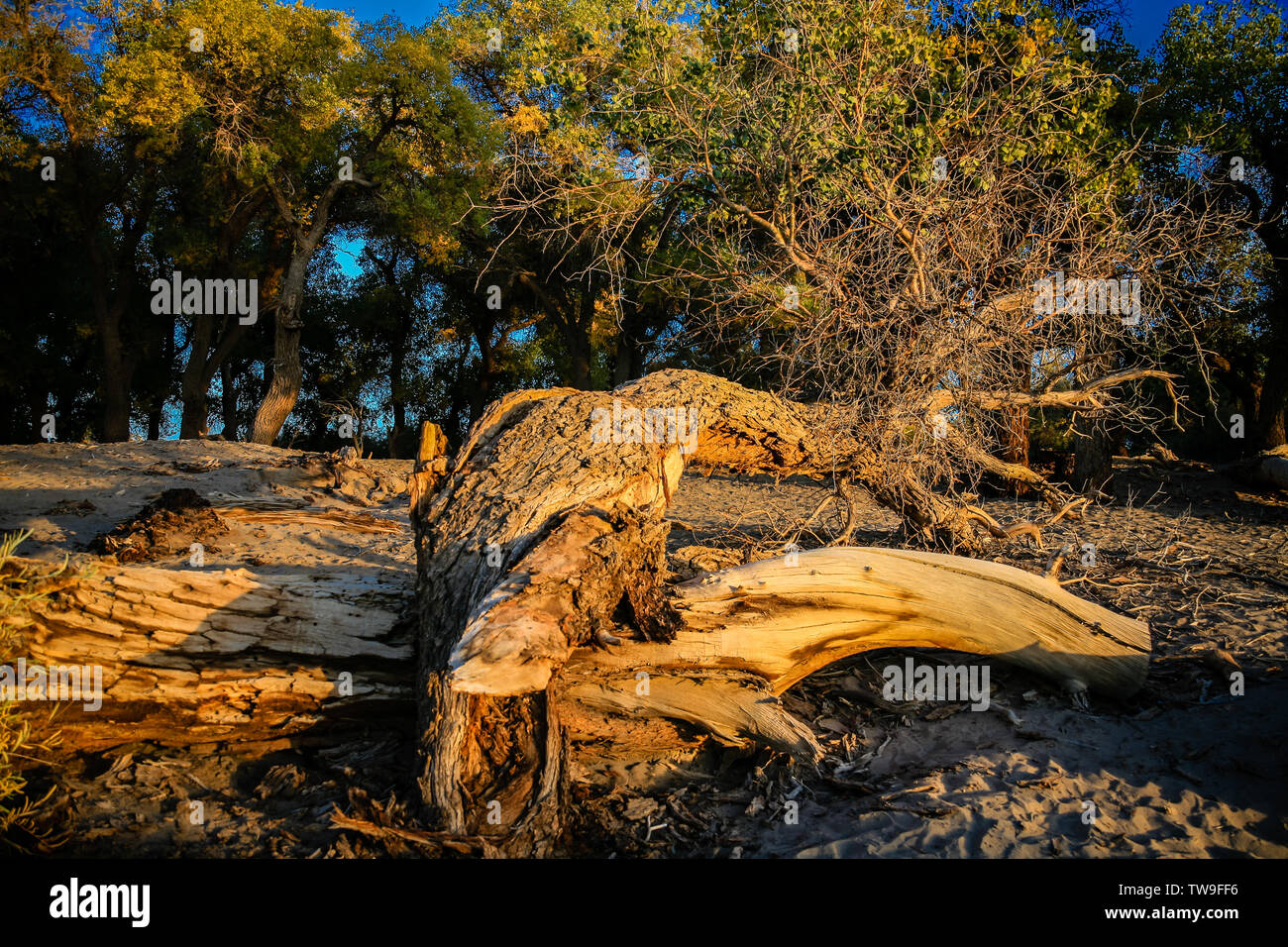 Poplar Scenery in the Blue Sky Desert of Ejina, Inner Mongolia Stock ...