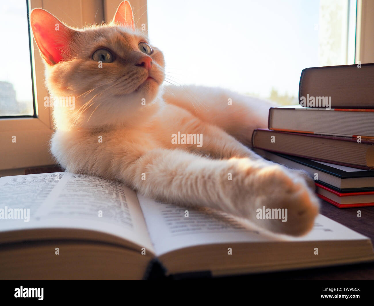 Little cat read a book Stock Photo - Alamy
